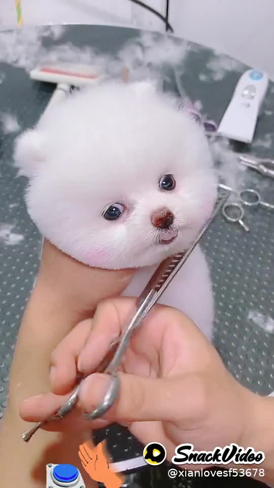 Very very cute puppy smile here's cutting 😅😍😍