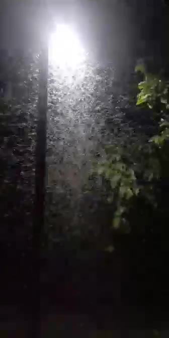 Raga-raga swarms after a rainy night