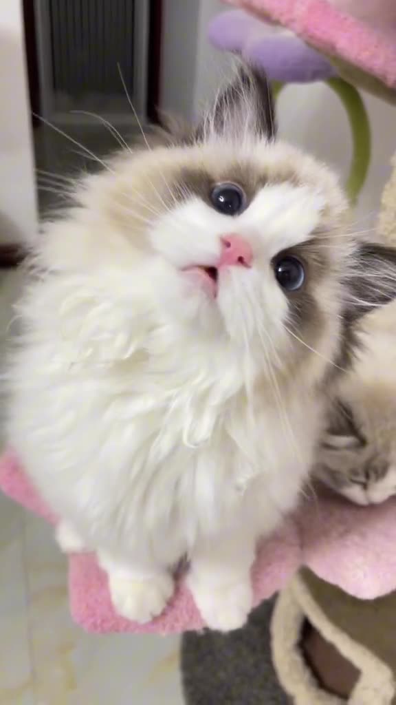 The adorable cat