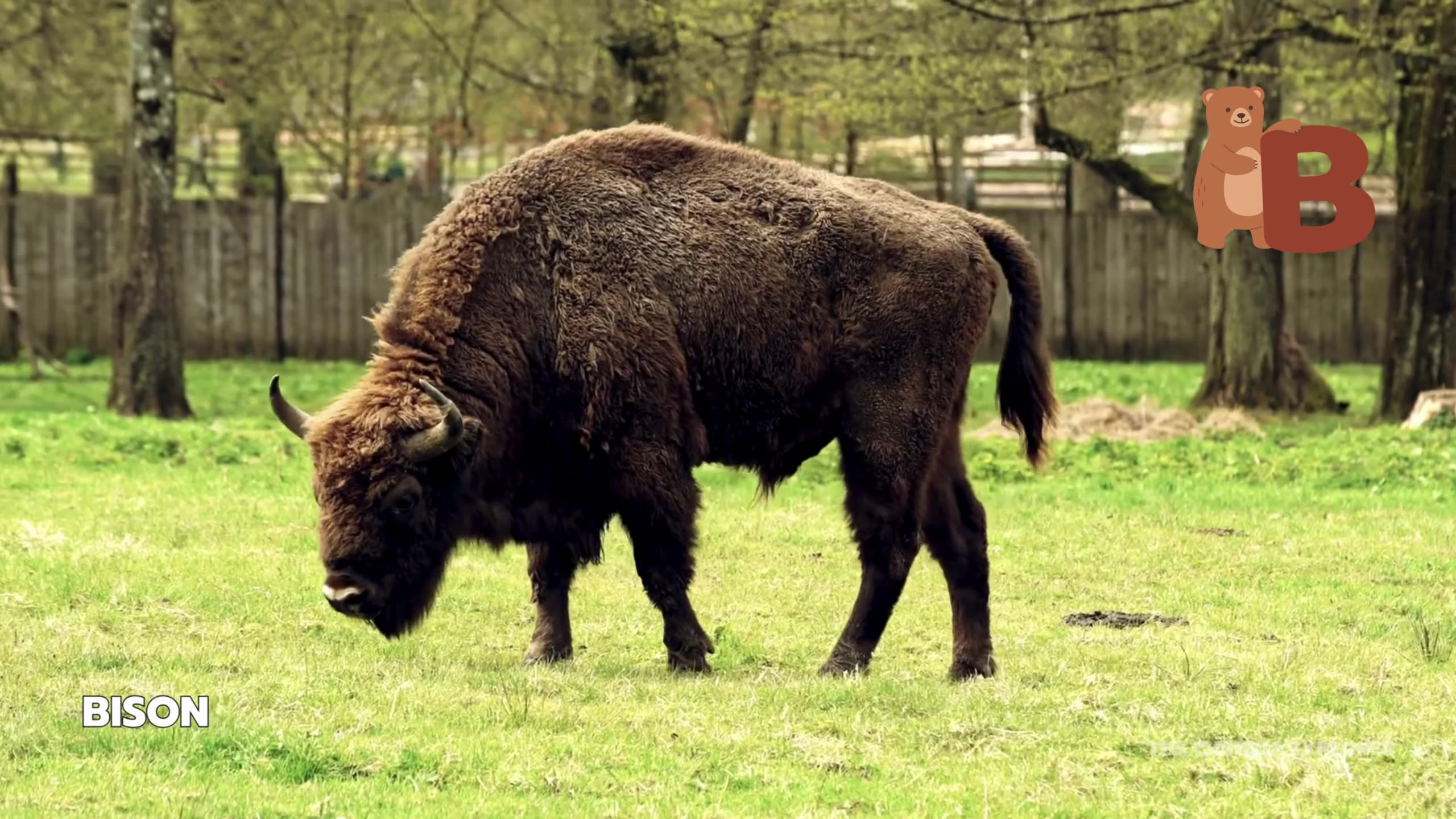 ABC Phonics Animal Sounds Adventure: Amazing Animals for A, B, & C ...