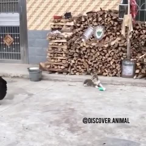 Cutest baby animals videos competition cute moment