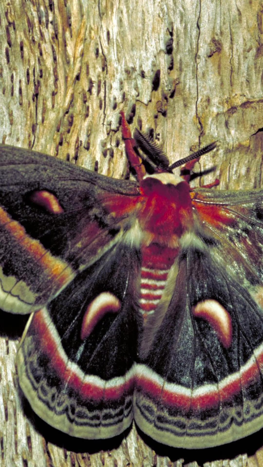 Discover the SECRET to Identifying the US's Largest Moth