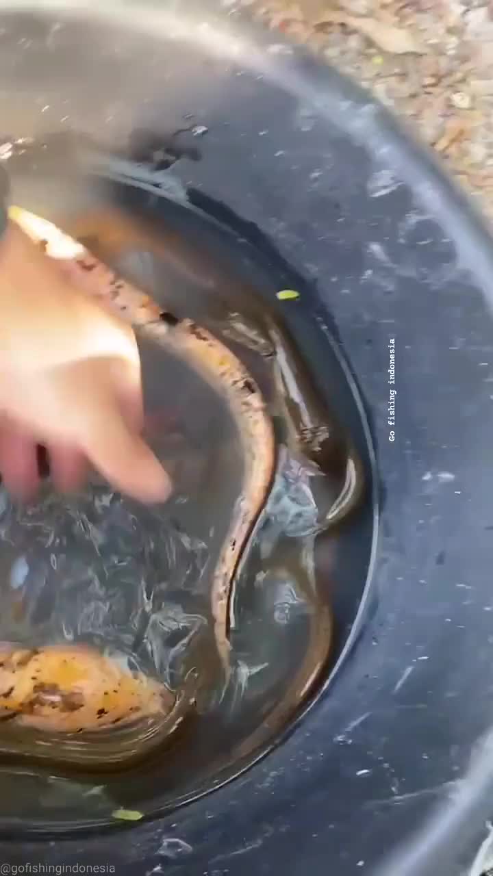 This is a beautiful and charming water-dwelling species