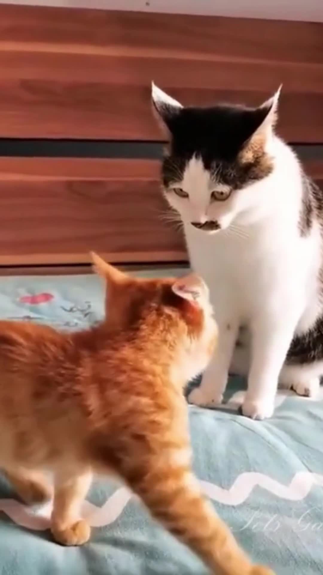 Two Funny Cats Comedy Fighting-2021