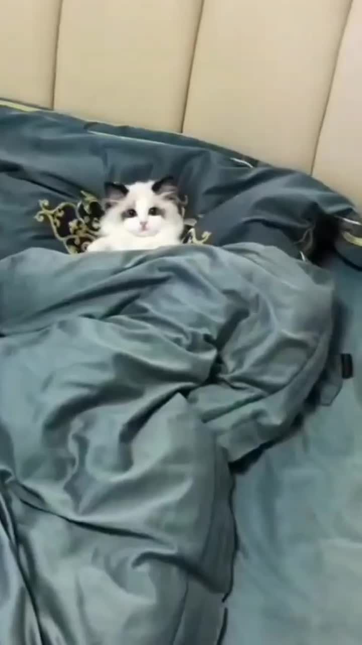 My cattty 🐱 lover avengers cartoon