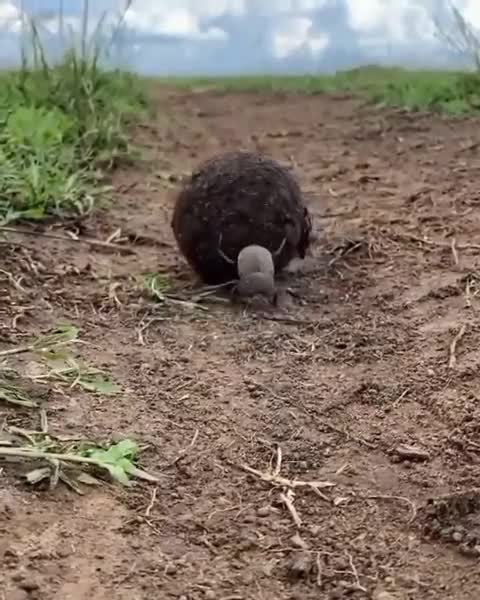 The strongest insects in the world are dung beetles