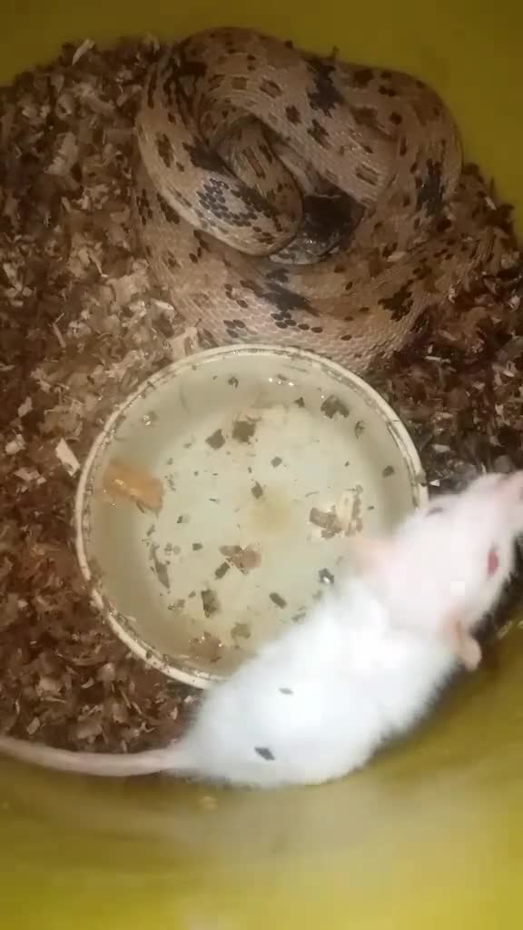 Snake Attack Mouse