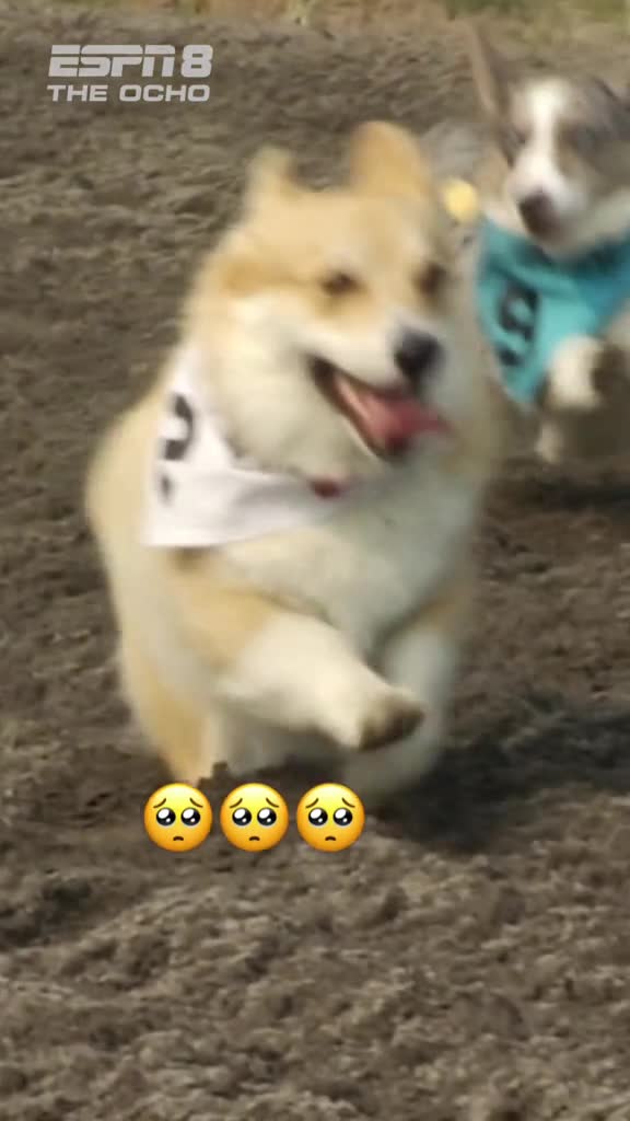 Corgi racing is the sport tou didnt know you needed 🐶