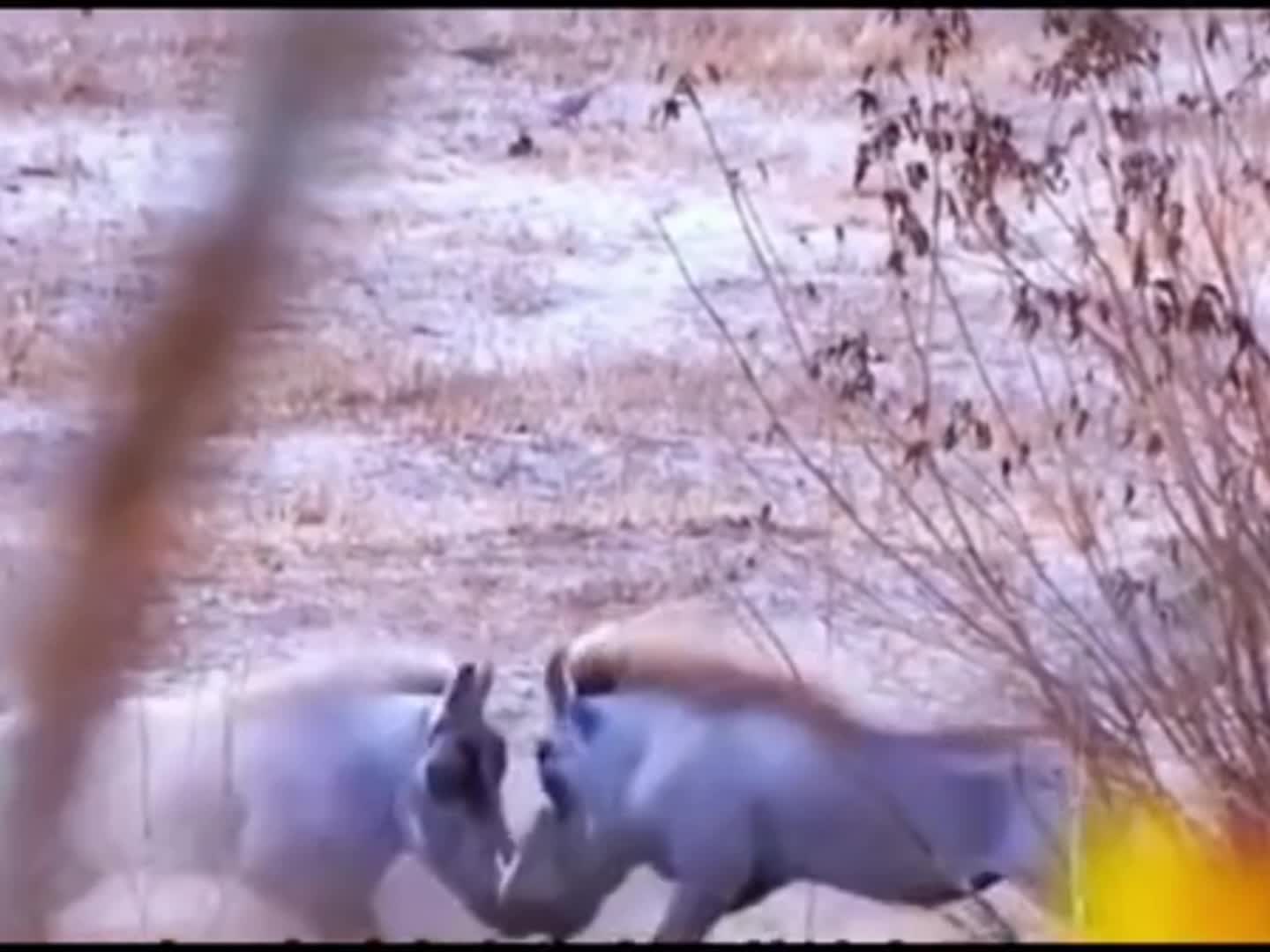 Two wild boars were fighting. They were butting each other with their heads