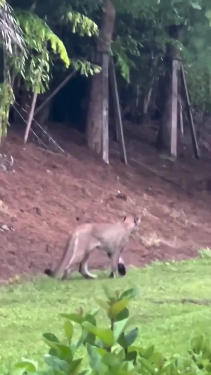In A Florida Back Yard