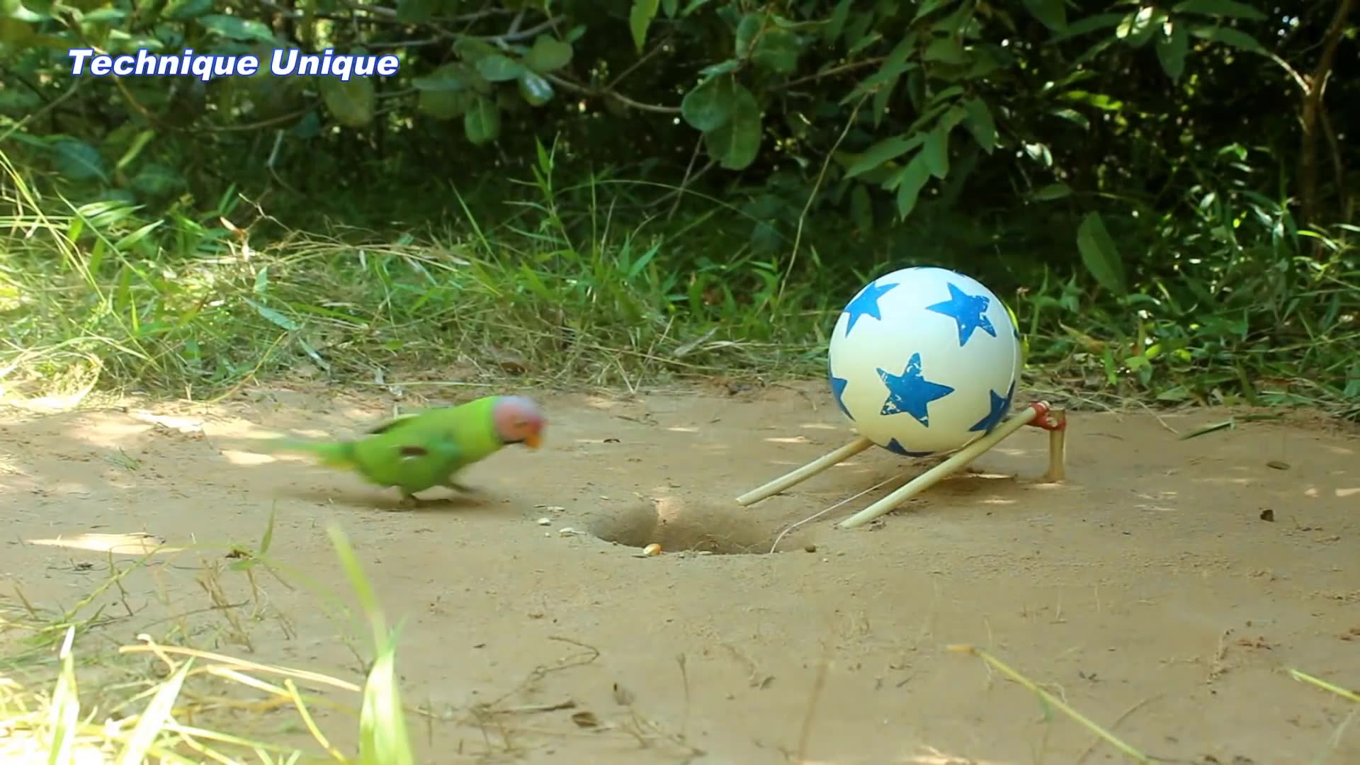 Rolling Parrot Trap, Creative Unique Bird Trap with Small Plastic Ball ...