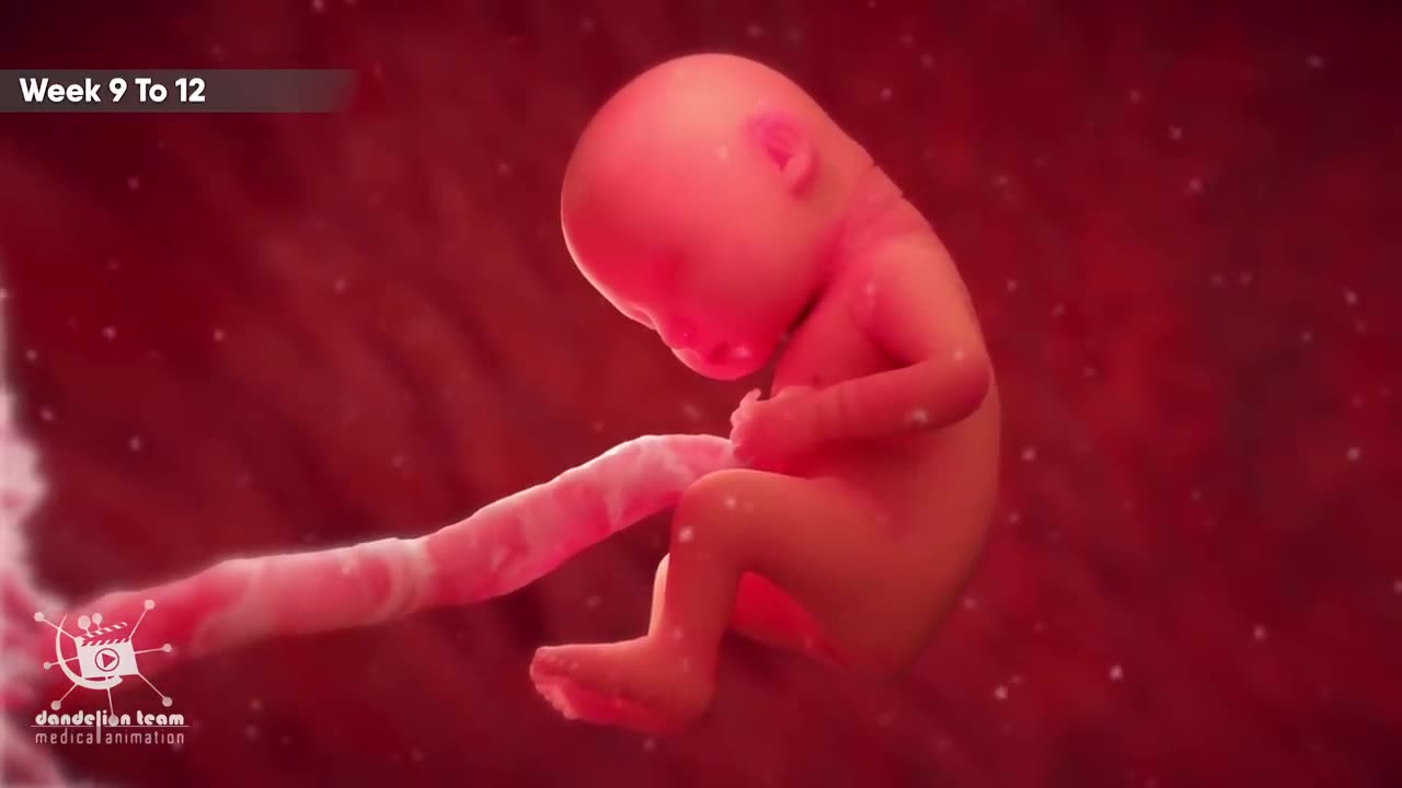 from fertilization to childbirth | 3d medical animation | by Dandelion Team