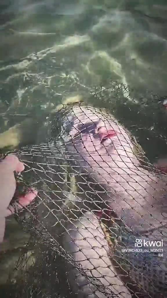2 Mermaids captured in the net by fisherman watch the video and check ...