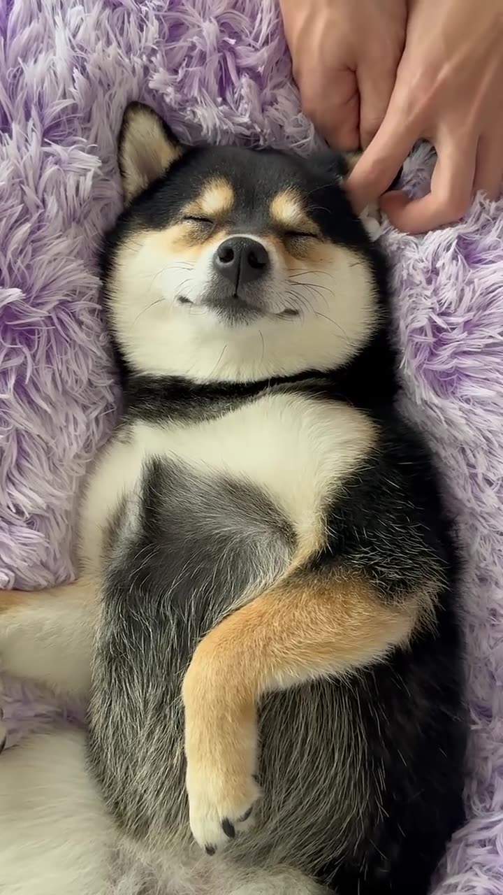 Dog getting TLC