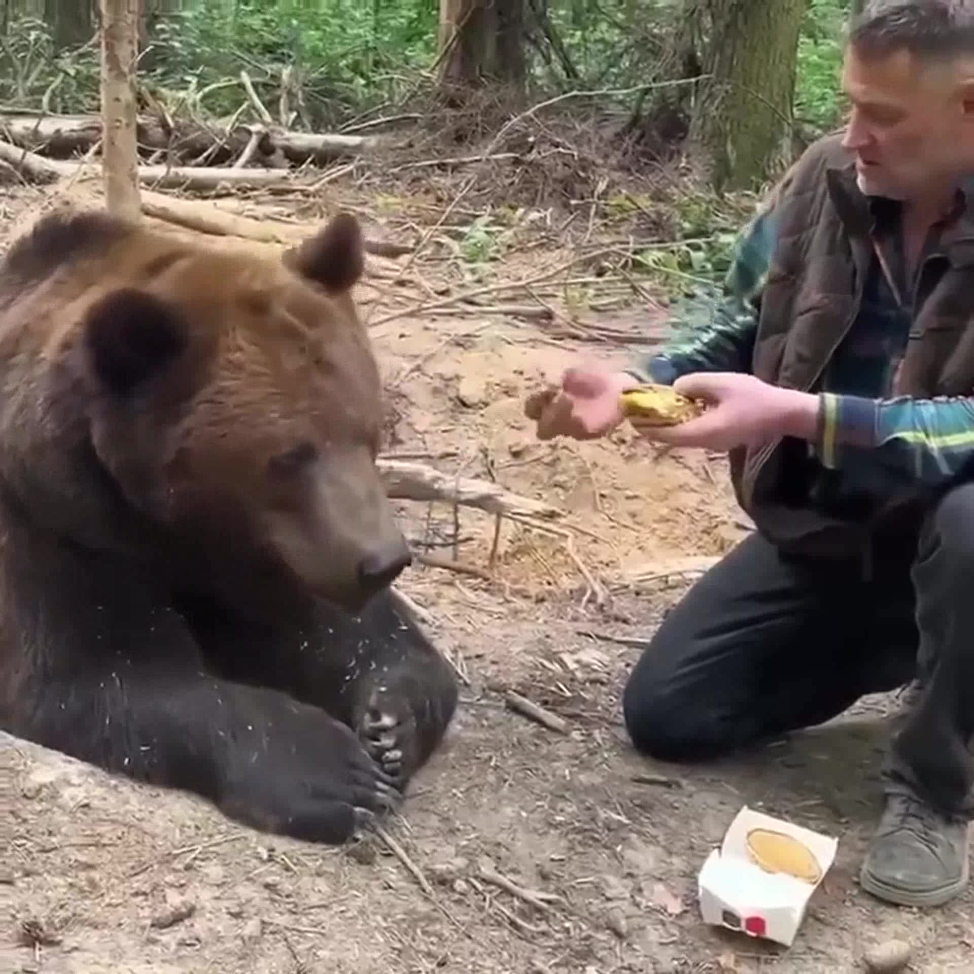 WATCH: Bear refuses to eat fast food