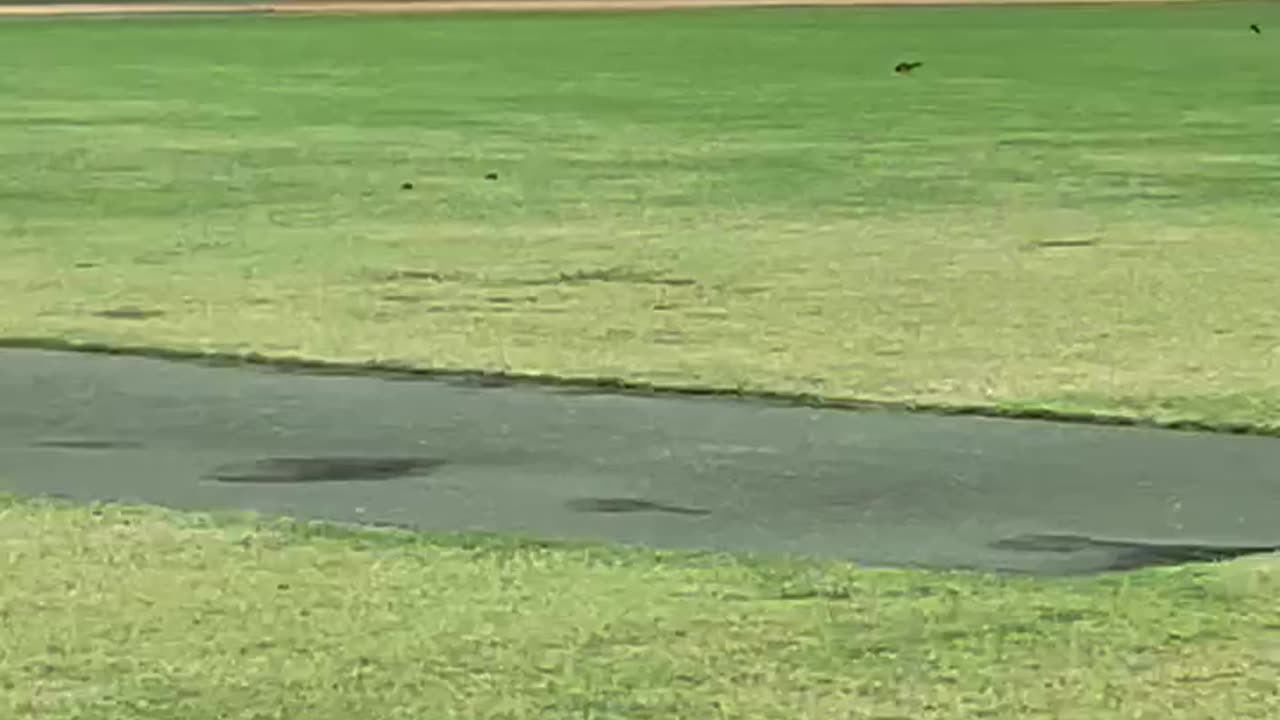 Beautiful Bird Formation ~ Birds Love Flying The Baseball Field ...