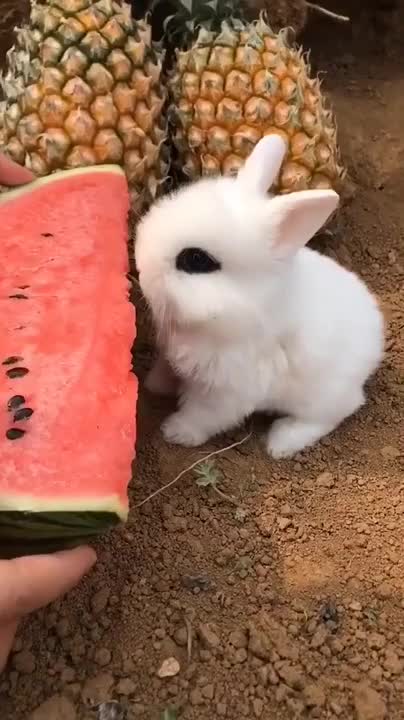 Adorable Little Rabbit