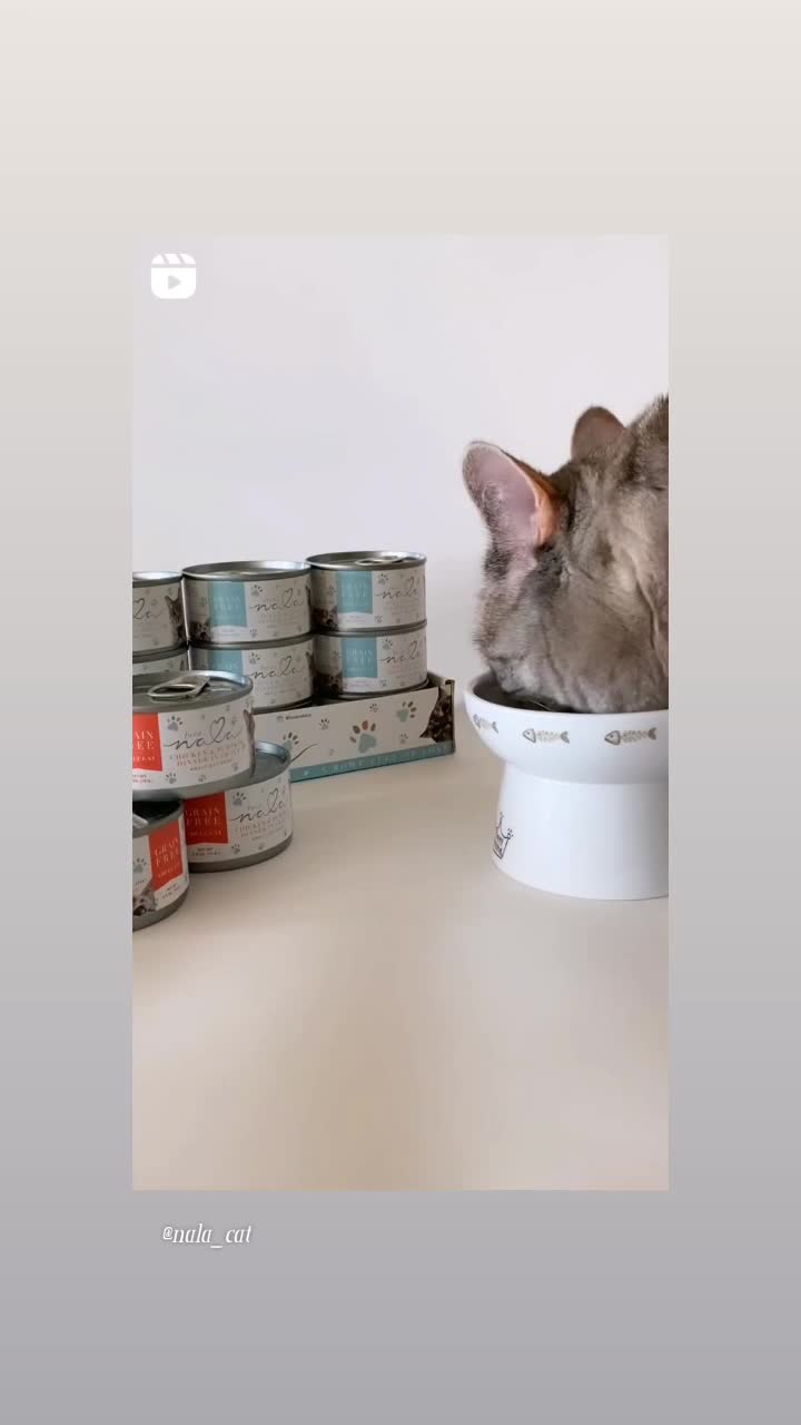 Cute cat