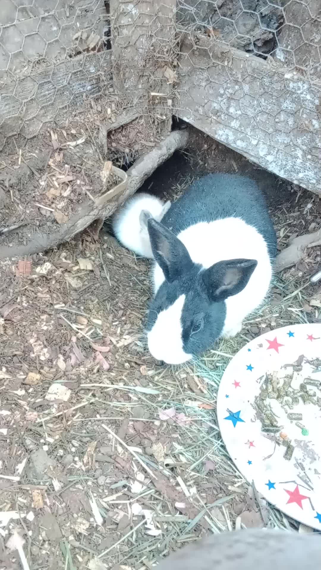 Rabbits eating together
