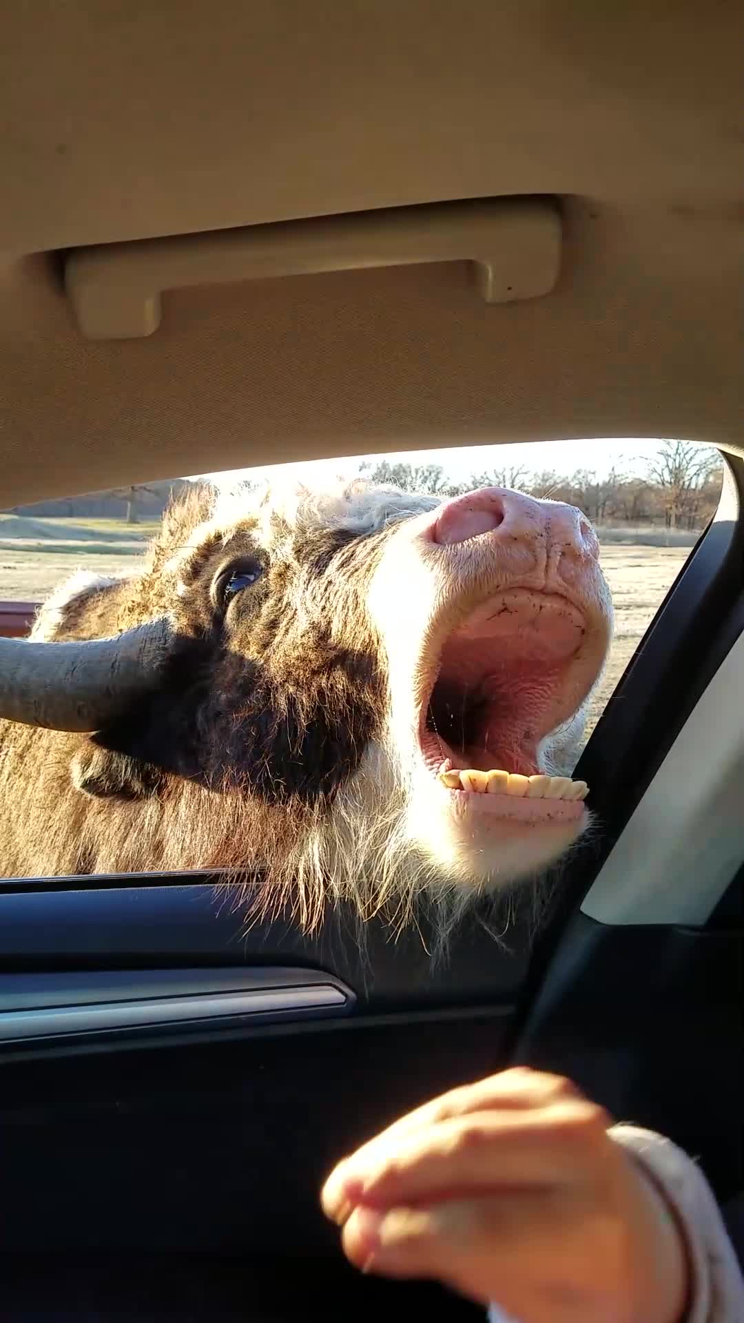 Friendly Yak Wants Drive Through Snacks