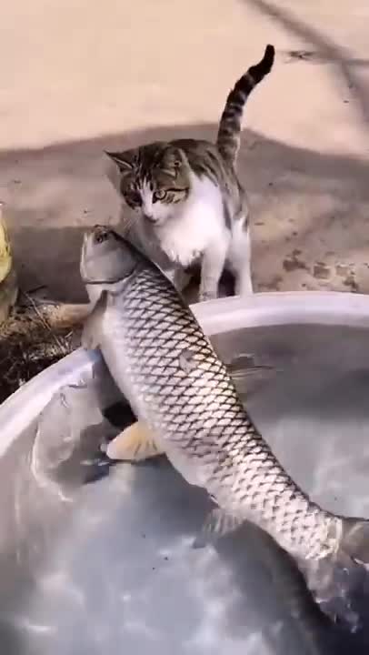 This cat steals fish😂😂😂😂🤪🤪