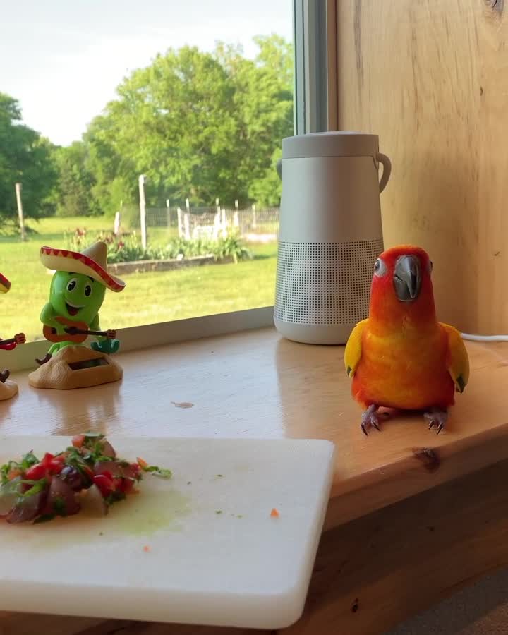 Parrot hilariously dances along with his bobblehead buddies