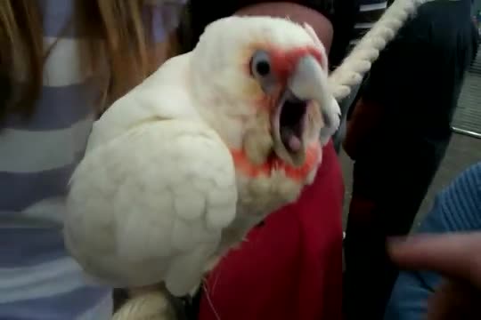 Young cockatoo cries like a baby