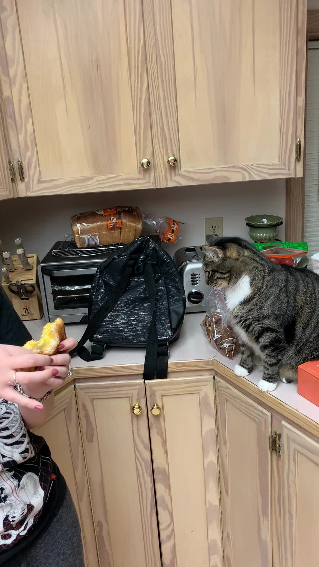 Cat Fascinated By Grilled Cheese Sandwich