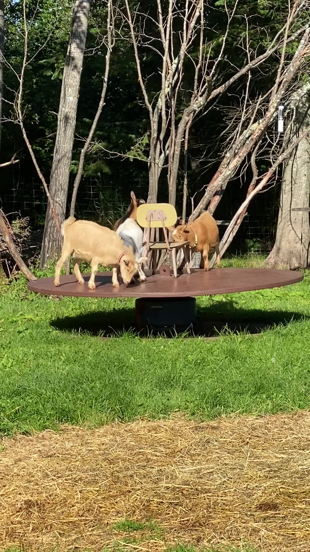 Dwarf Goats Happily Play on Merry-Go-Round