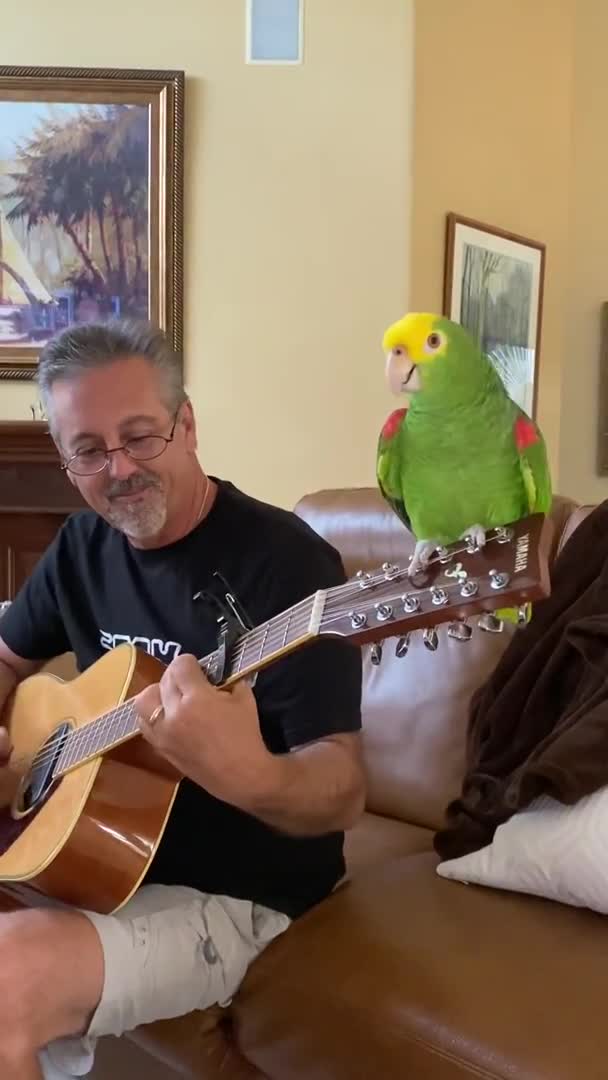 White wedding - Frank Maglio - Tico Singer Parrot