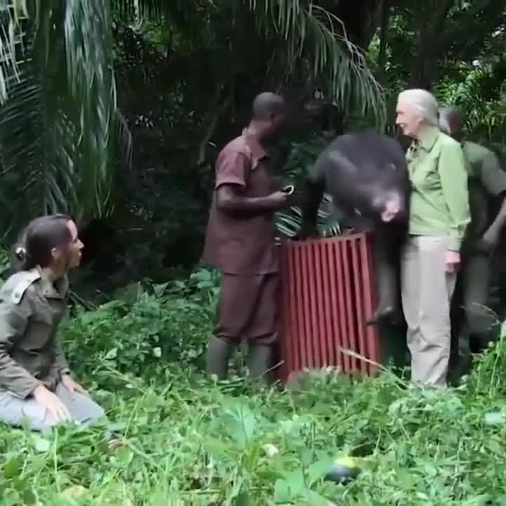 Rehabilitated Chimpanzee named Wounda showed gratitude to Jane and team