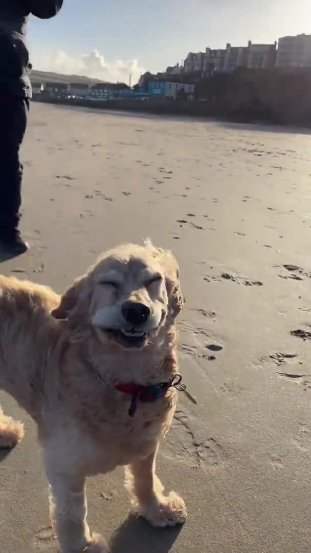 Dog has hilarious flapping lips in heavy wind
