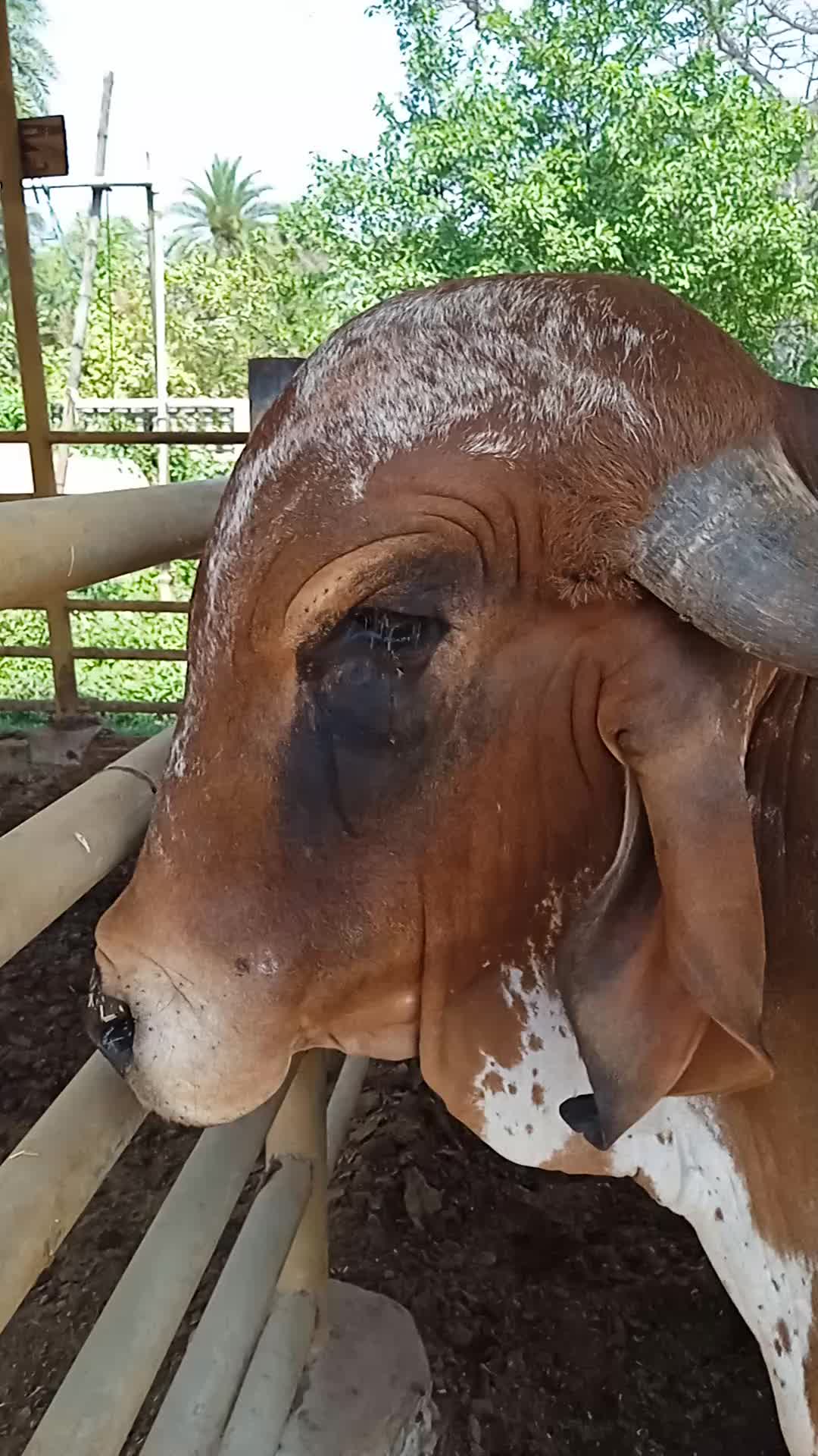 Mayapur iscon temple, India West Bengal, gosala, foreign cow,