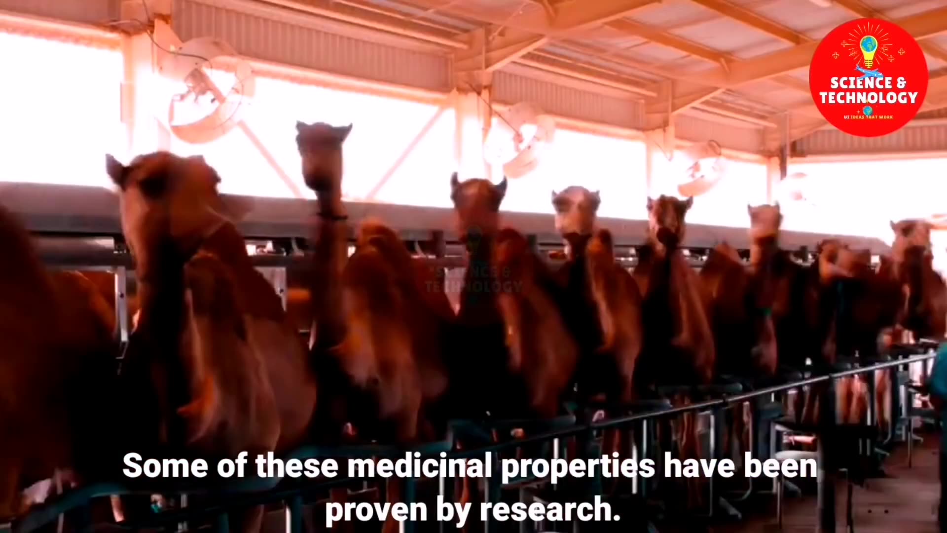AMAZING MODERN CAMEL FARMING-HIGH-TECH SOLAR POWERED CAMEL DAIRY-MODERN ...