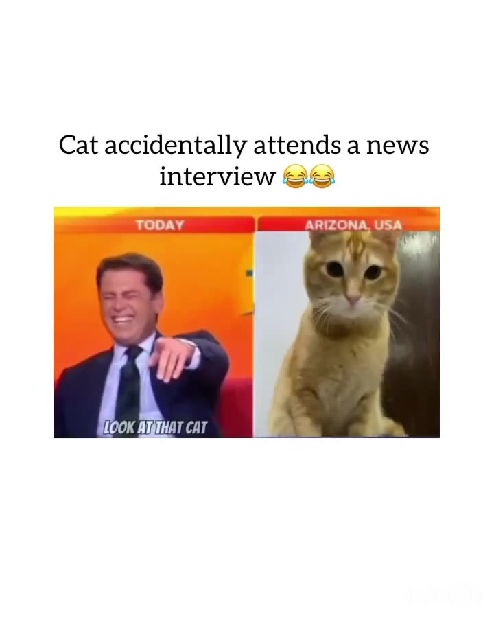 Cat interview with news anchor live
