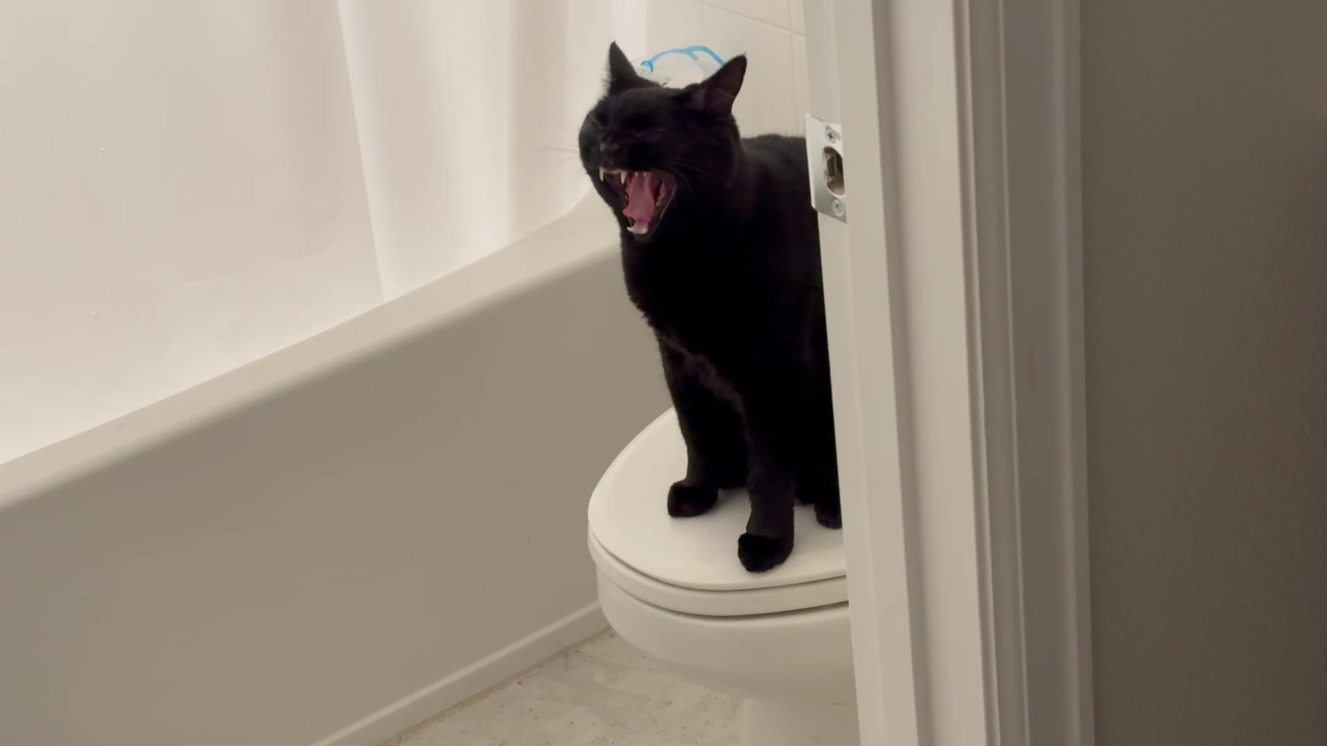 Adopting a Cat from a Shelter Vlog - Cute Precious Piper Monitors the ...