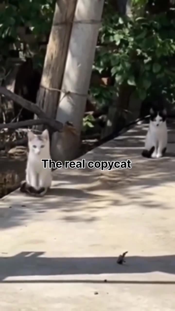 cute copycat meow