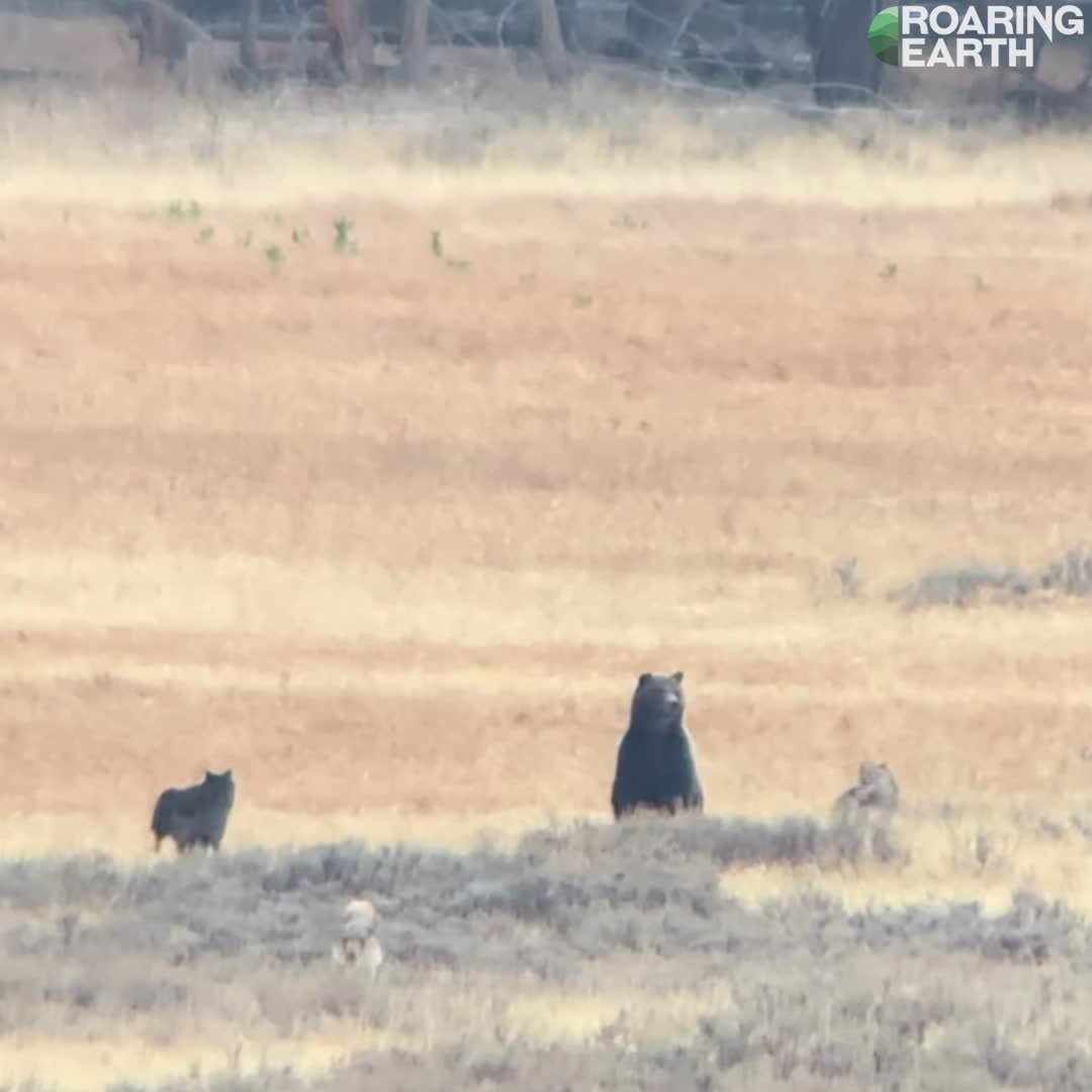 Grizzly Bear vs. Wolves- Battle at Yellowstone