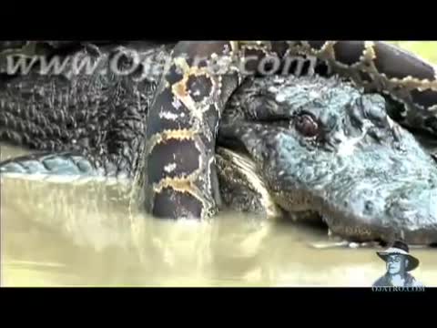 Python vs Alligator 01 -- Real Fight -- Python attacks Alligator