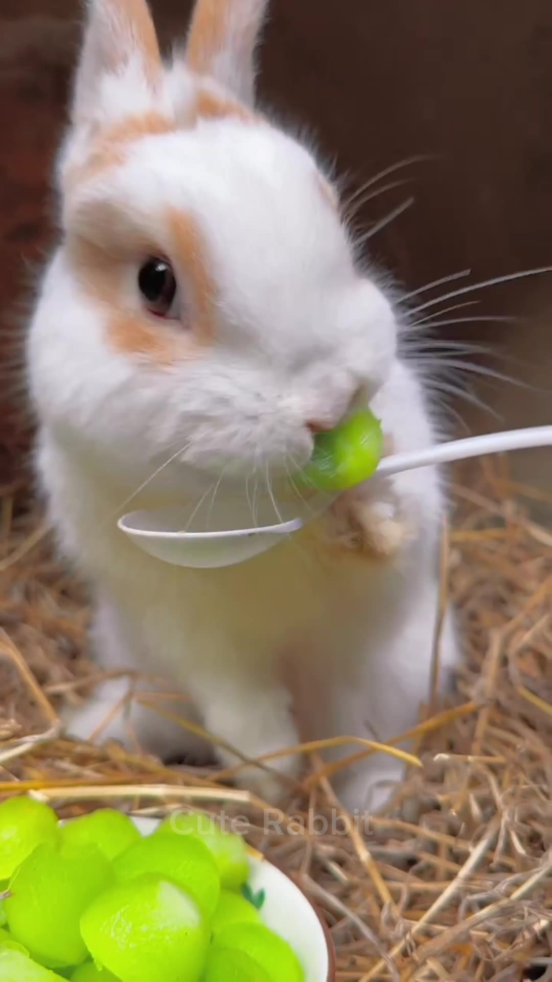 The rabbit chews crunchy and crispy #cutepet #rabbit