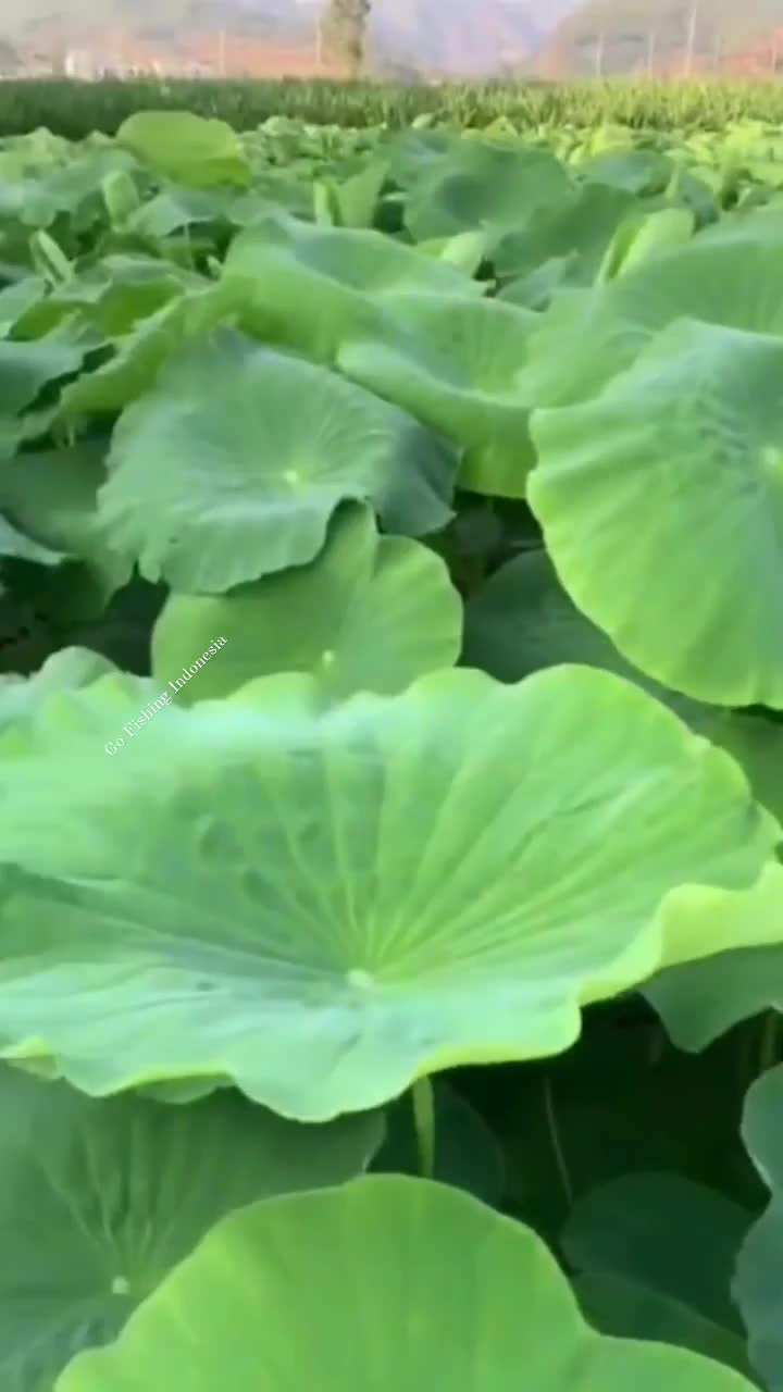 This is a beautiful and charming water-dwelling species