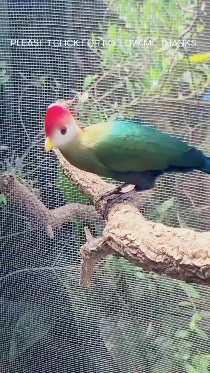 MOST UNIQUE BEAUTIFUL AND RAREST BIRD'S IN THE WORLD