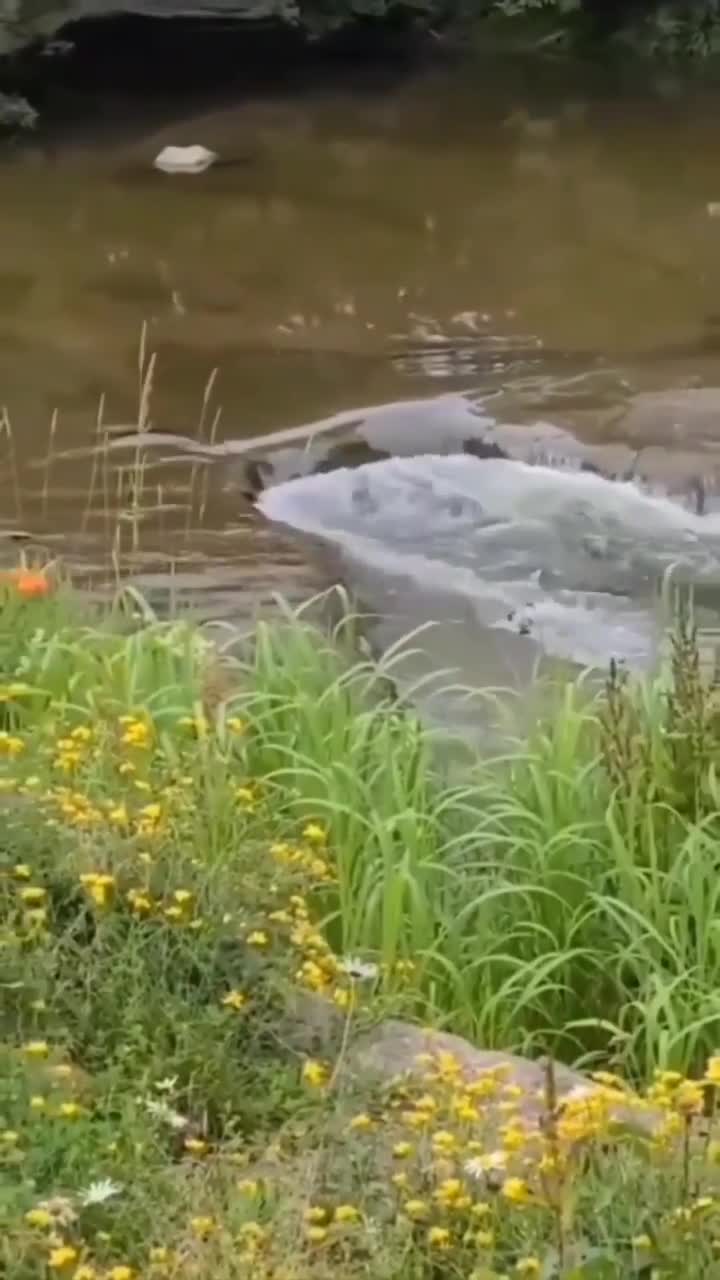 This is a beautiful and charming water-dwelling species