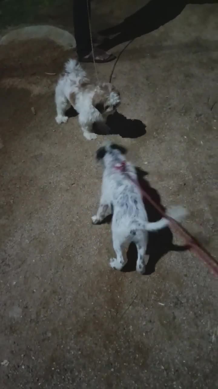 Meet bro dogs