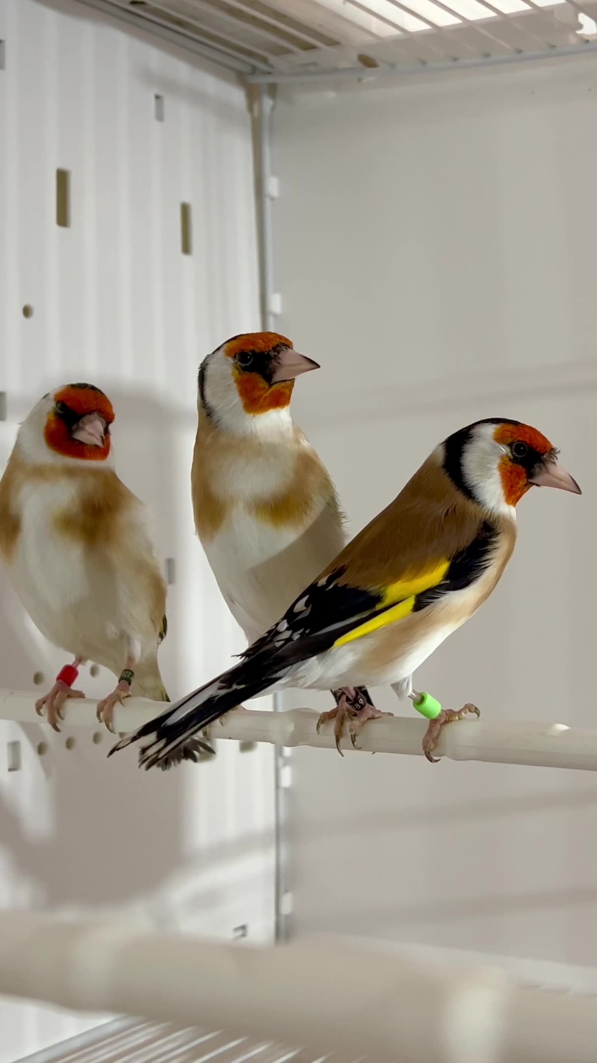 Major Goldfinch, males in cage | Birds