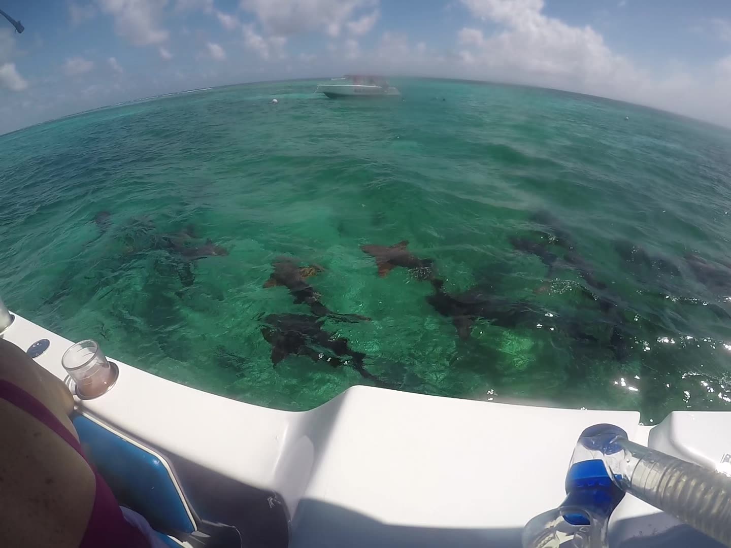 Shark Ray Alley Hol Chan Marine Reserve Belize