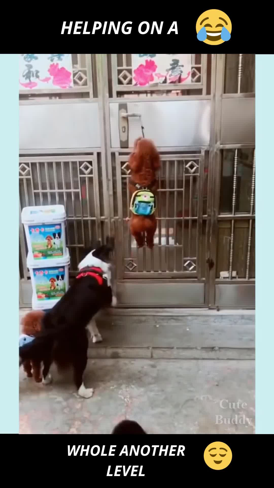 funny and cute dog helping each other !! little dog doing help for his ...