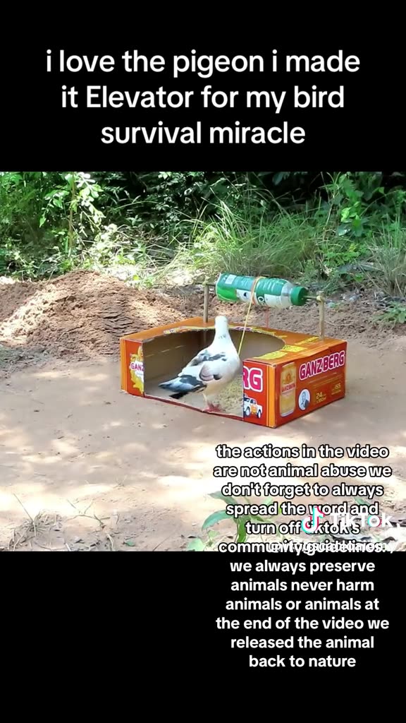 bird trap 100% real wow aosome