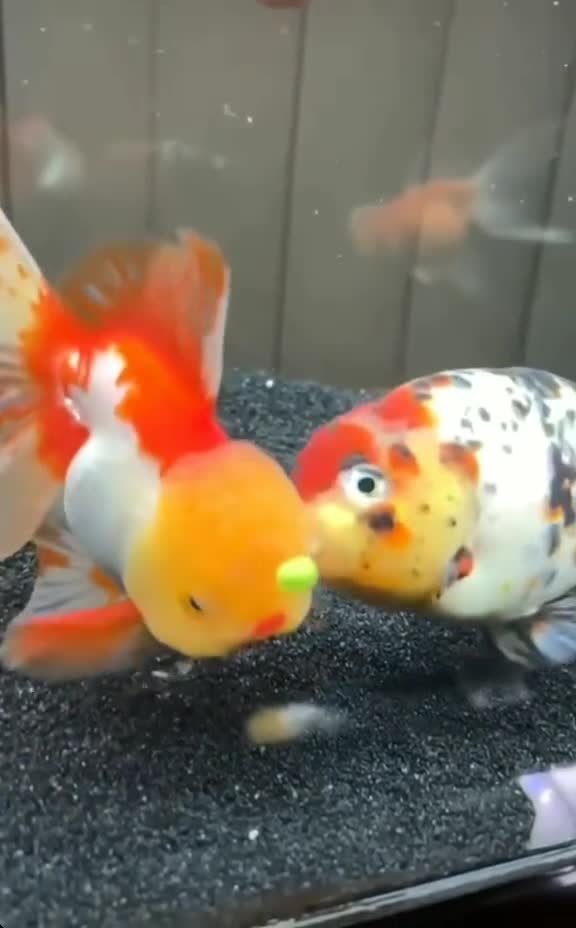 Fish and kiss