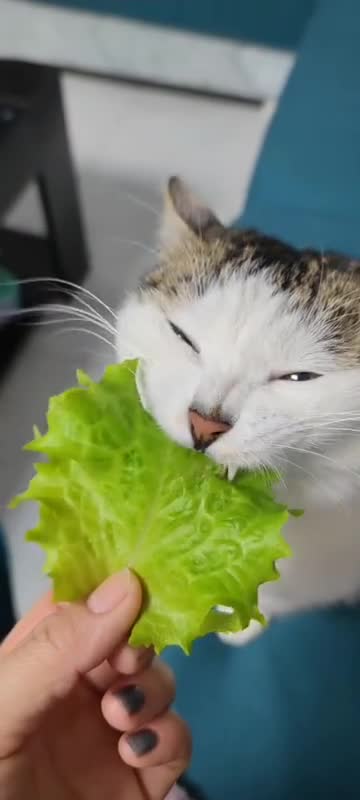 You really like eating vegetable